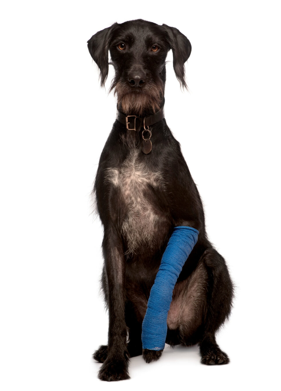 Discharge Instructions | VOC - Veterinary Orthopedic Center